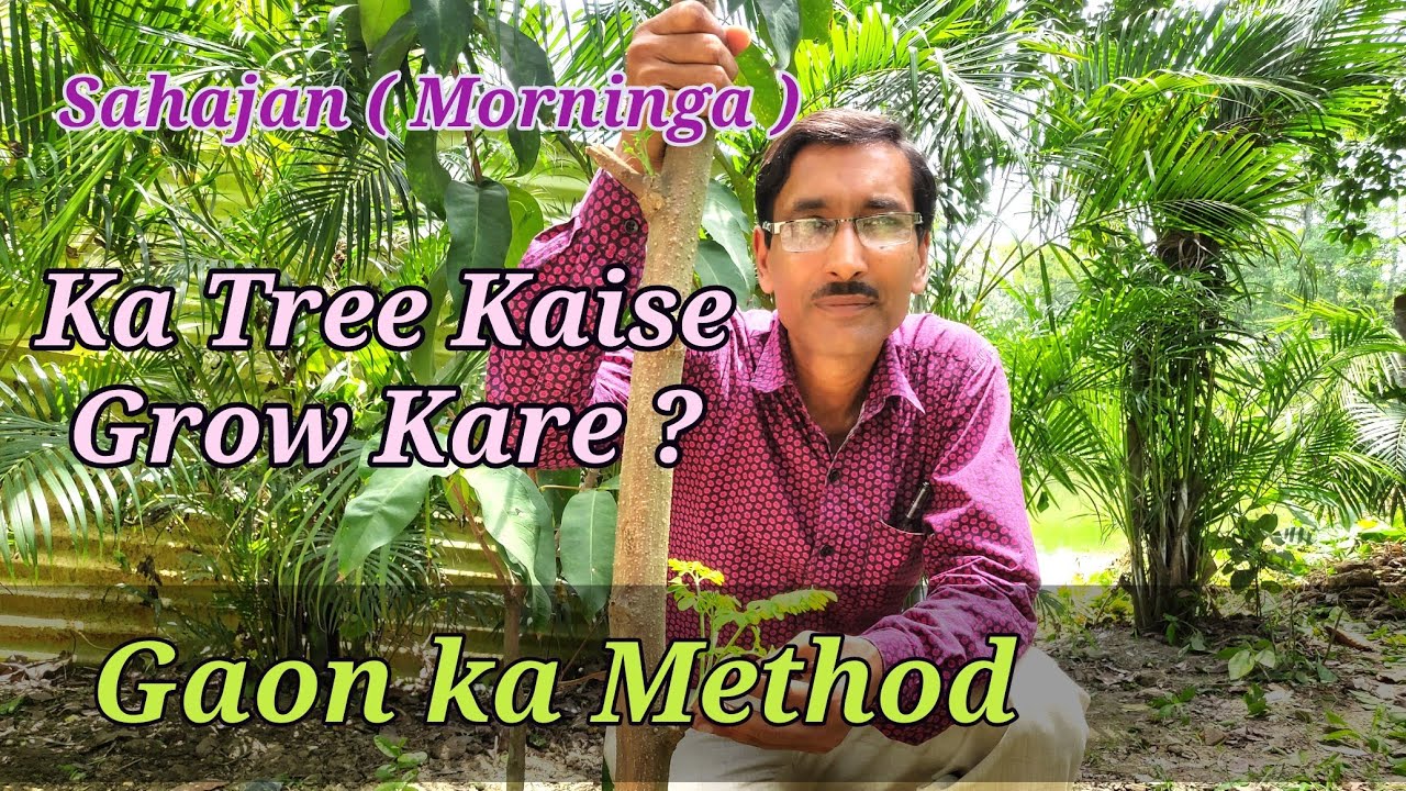 Sahajan ( Drumstick or Morninga ) tree muft me lagaiye aur 1 saal me ...