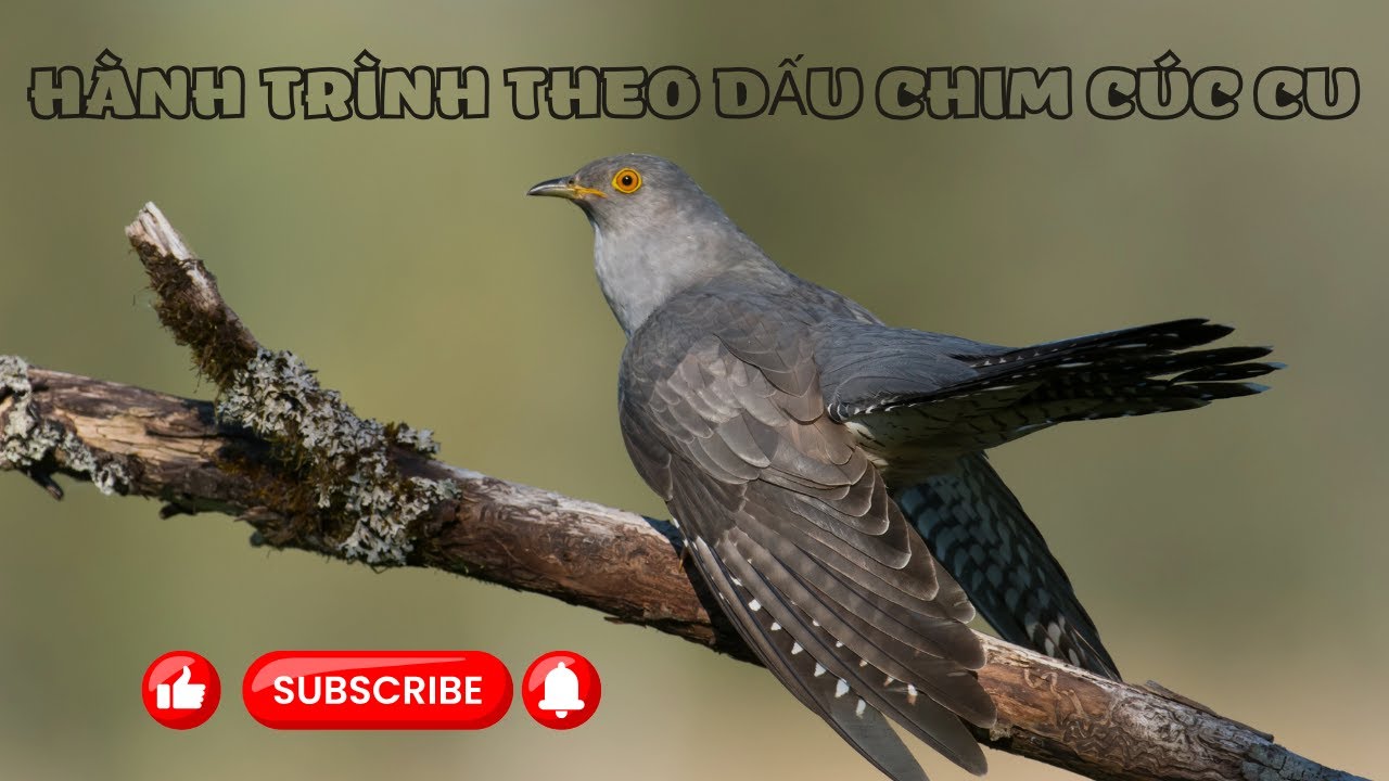 Chim Cúc Cu: Kẻ Lừa Đảo Thông Minh Trong Thế Giới Tự Nhiên - YouTube