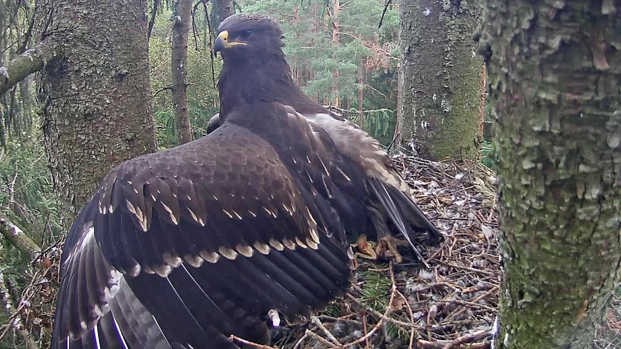 Mazais ērglis~Frog as breakfast for Rota by Anna~ 7:19 a.m. 2022/08/20 ...
