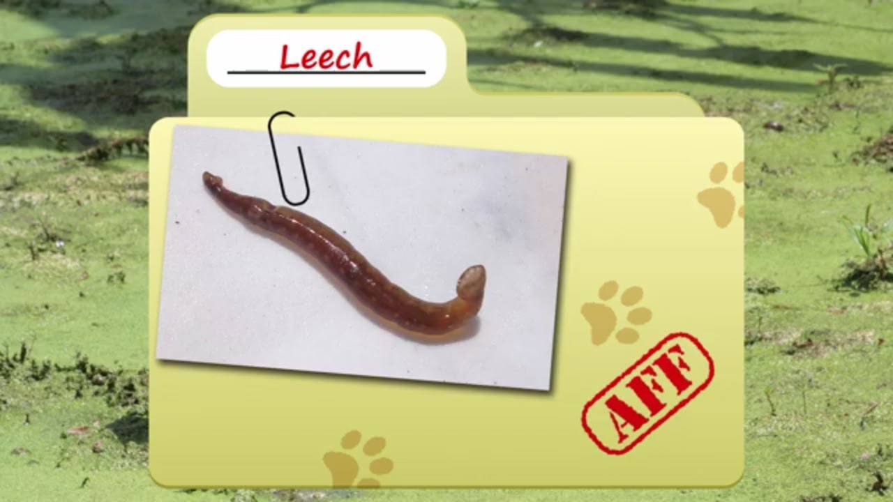 Leech facts they won't all suck your blood Animal Fact Files ...