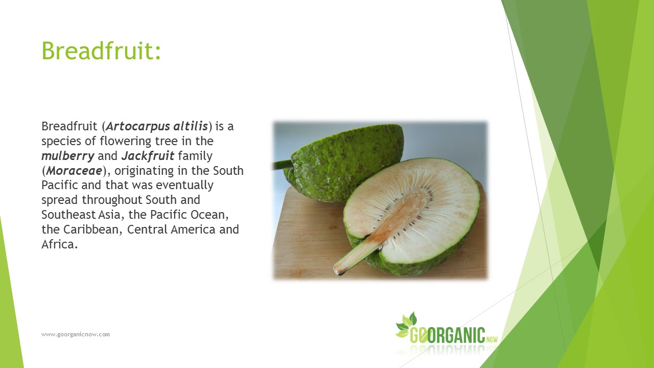 Breadfruit Benefits