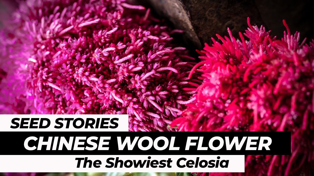 SEED STORIES | Chinese Wool Flower: The Showiest Celosia! - YouTube