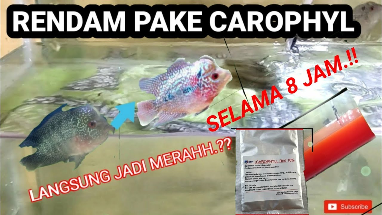 RENDAM LOUHAN PAKE CAROPHYL||LANGSUNG JADI MERAHH?? - YouTube