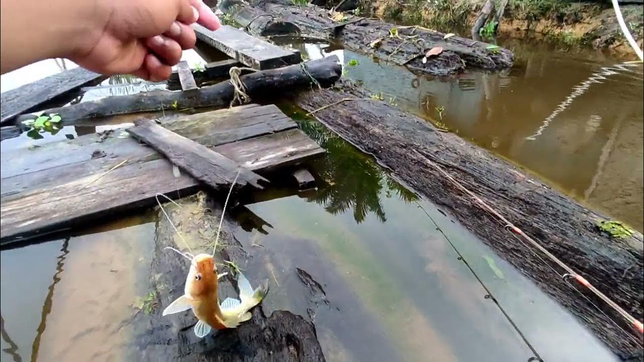 SUNGAI KALIMANTAN SURGANYA PARA PEMANCING, KARENA IKAN DI SINI SANGAT BANYAK... - YouTube