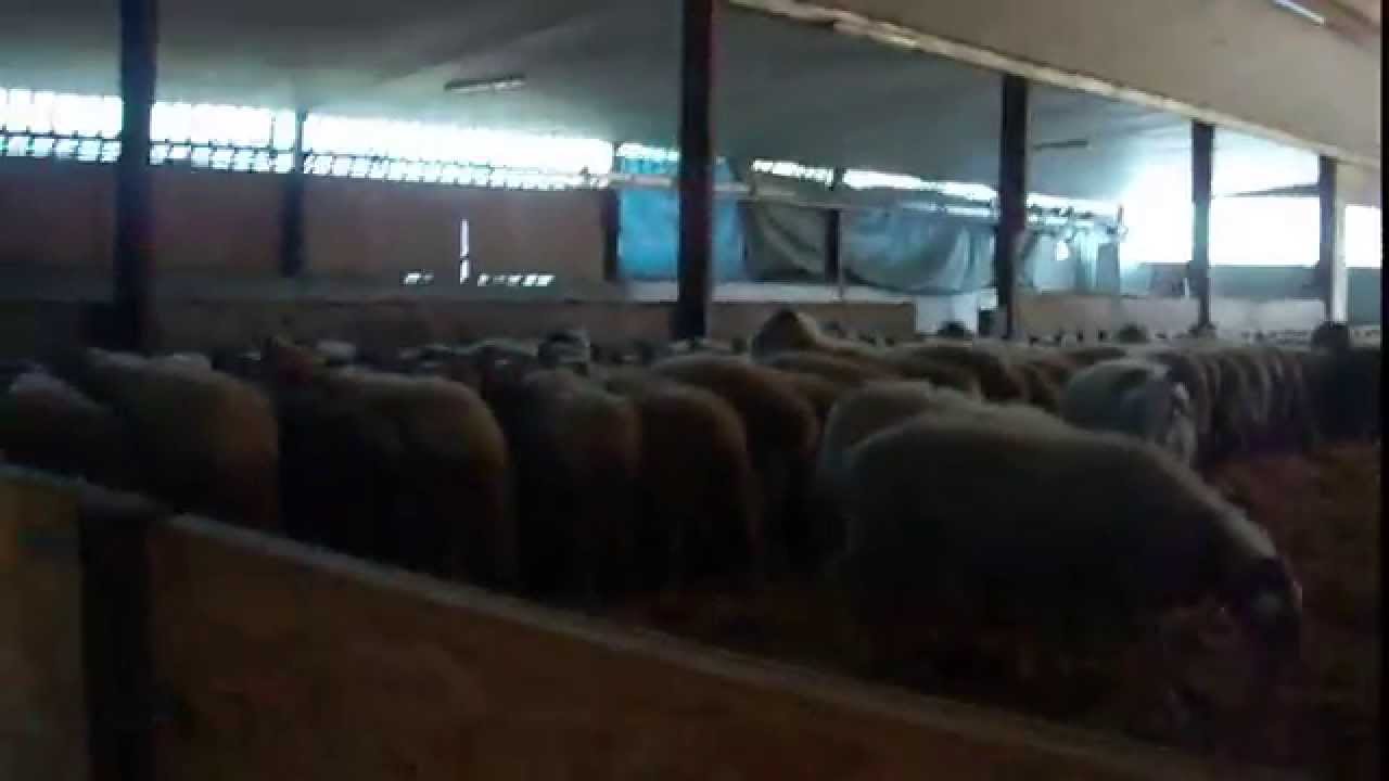 traite de brebis - YouTube