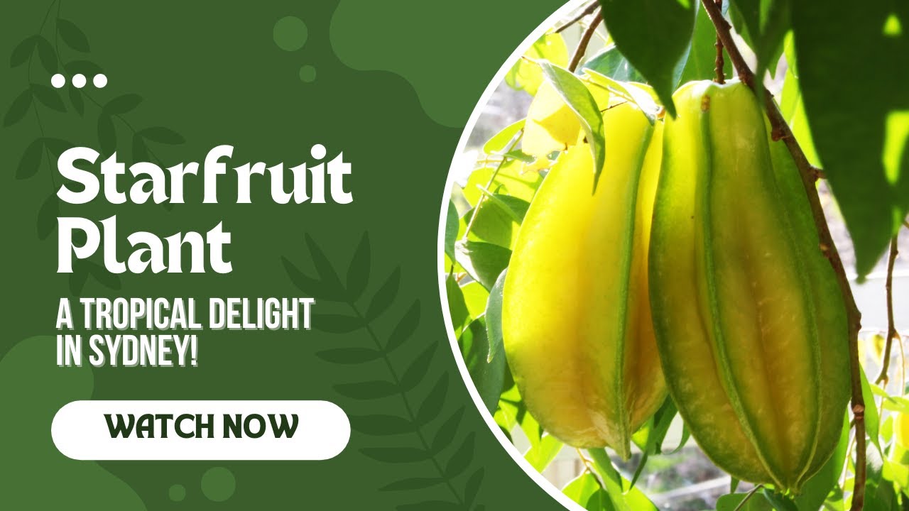 Starfruit Plant A Tropical Delight in Sydney! - YouTube