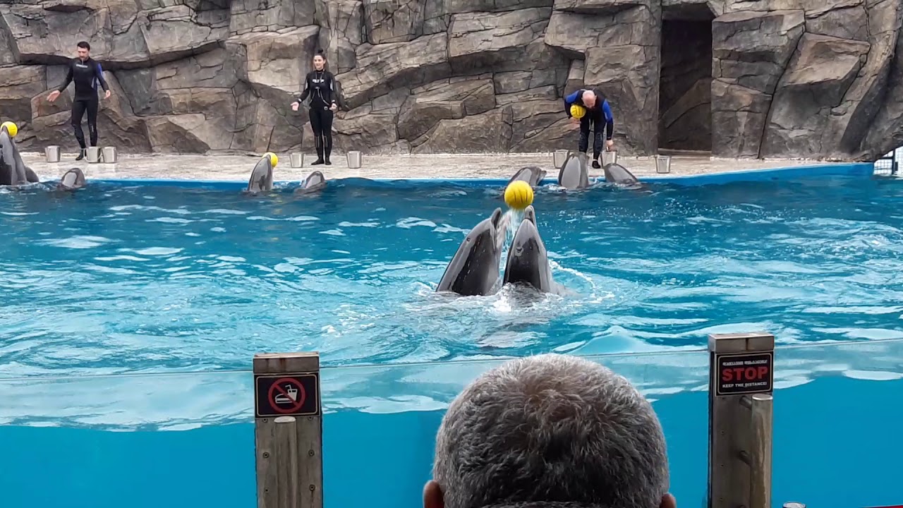 Georgia.Batumi Dolphinarium ბათუმის დელმინარიუმი - YouTube