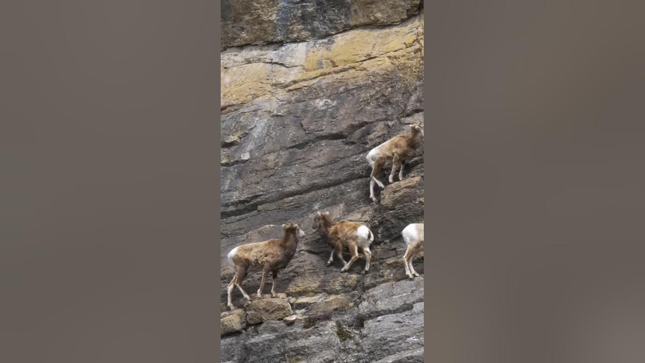 mountain goats climbing cliff #wildanimals #shorts - YouTube