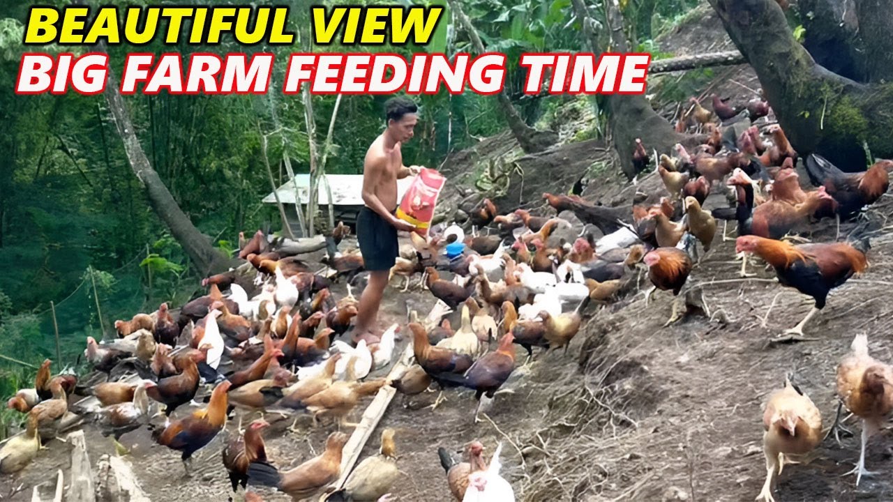 Beautiful View Big Farm Feeding Time Chicken Farming - YouTube