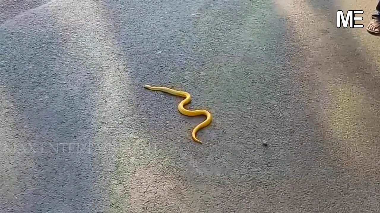 Real Golden Snake | Max Entertainment - YouTube