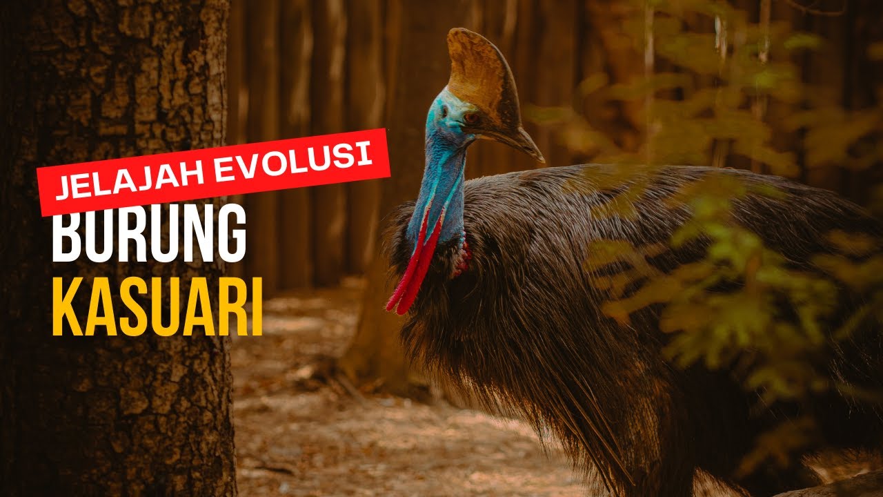 Bagaimana Bisa Seekor Burung Tapi Tidak Bisa Terbang? | Evolusi Burung ...