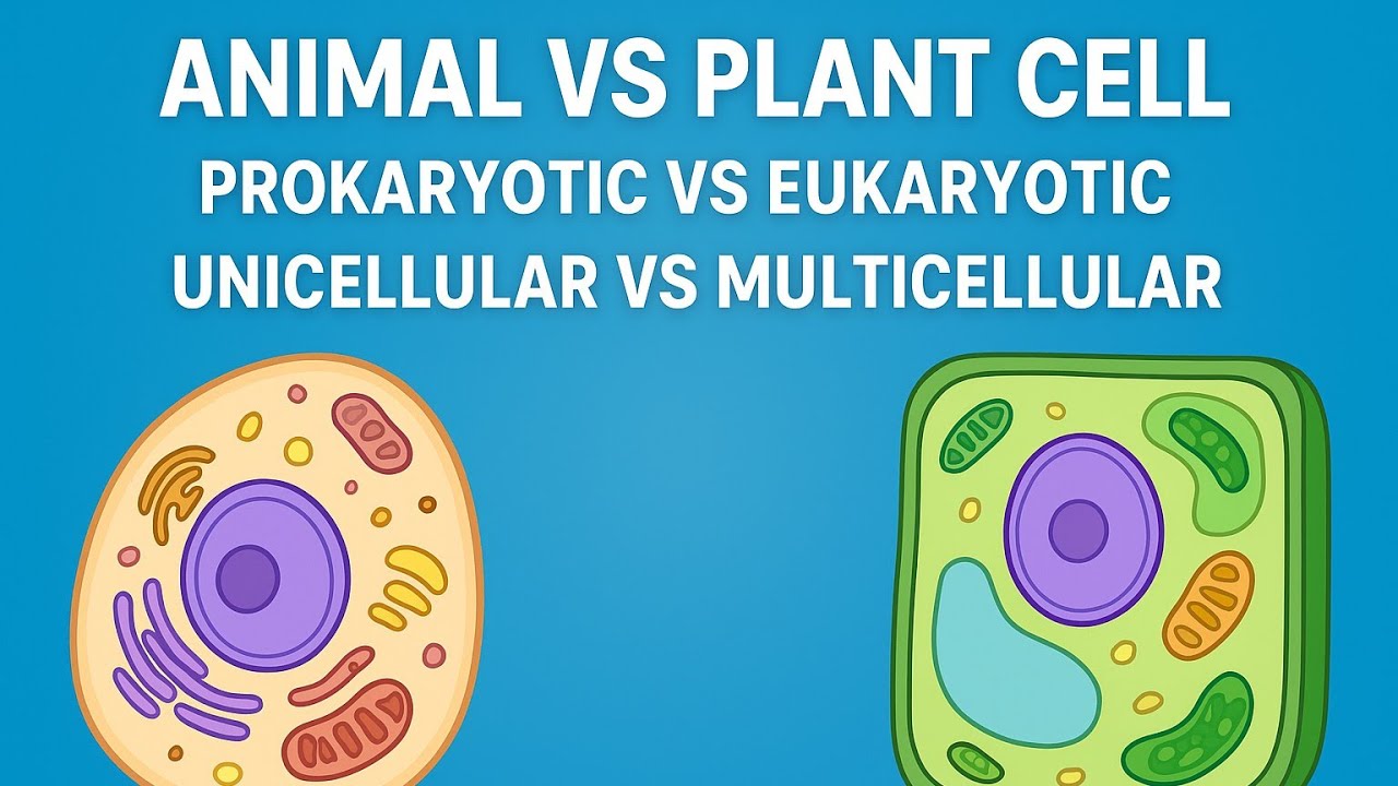 Difference between animal cell and plant cell,prokaryotic and ...