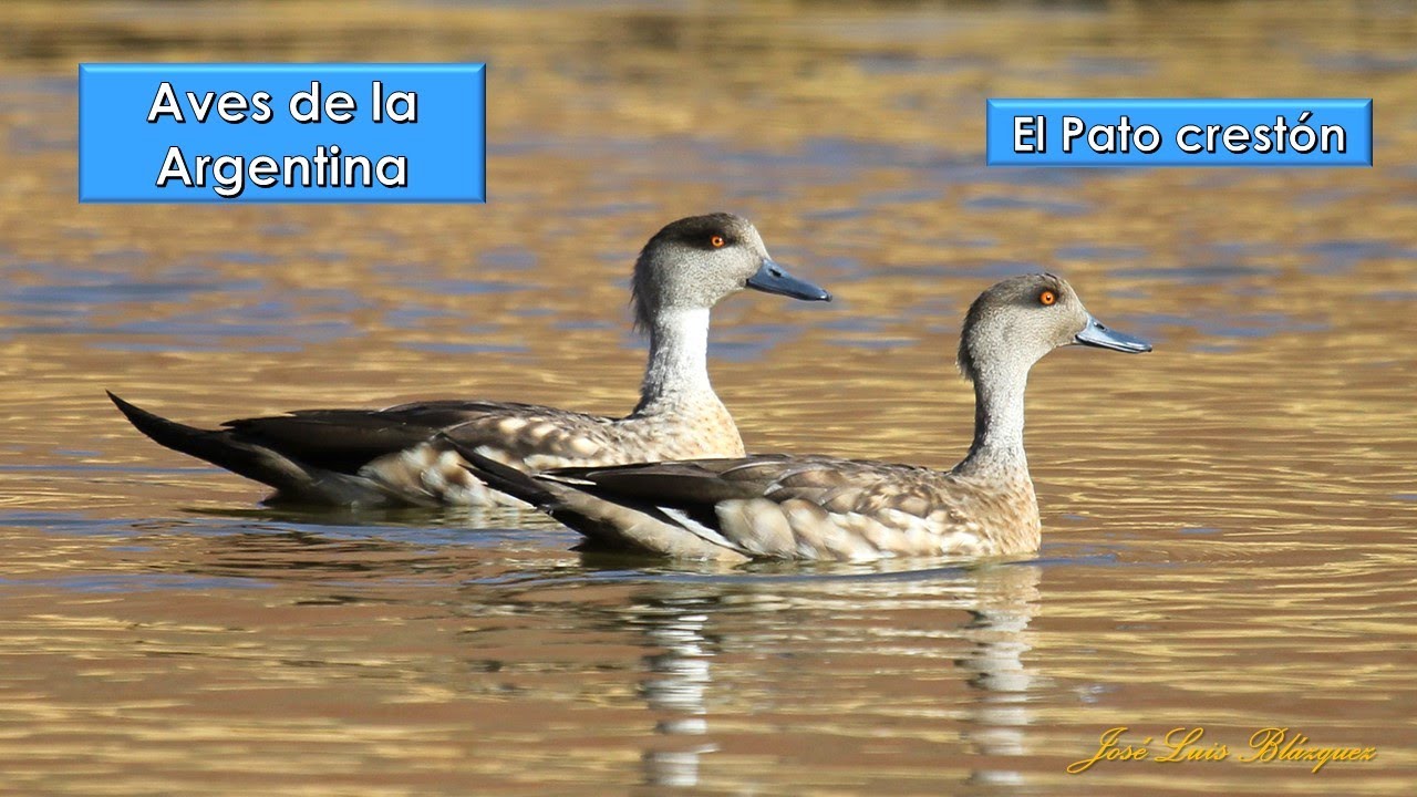 Pato crestón, Crested Duck, (Lophonetta specularioides), Aves de la ...