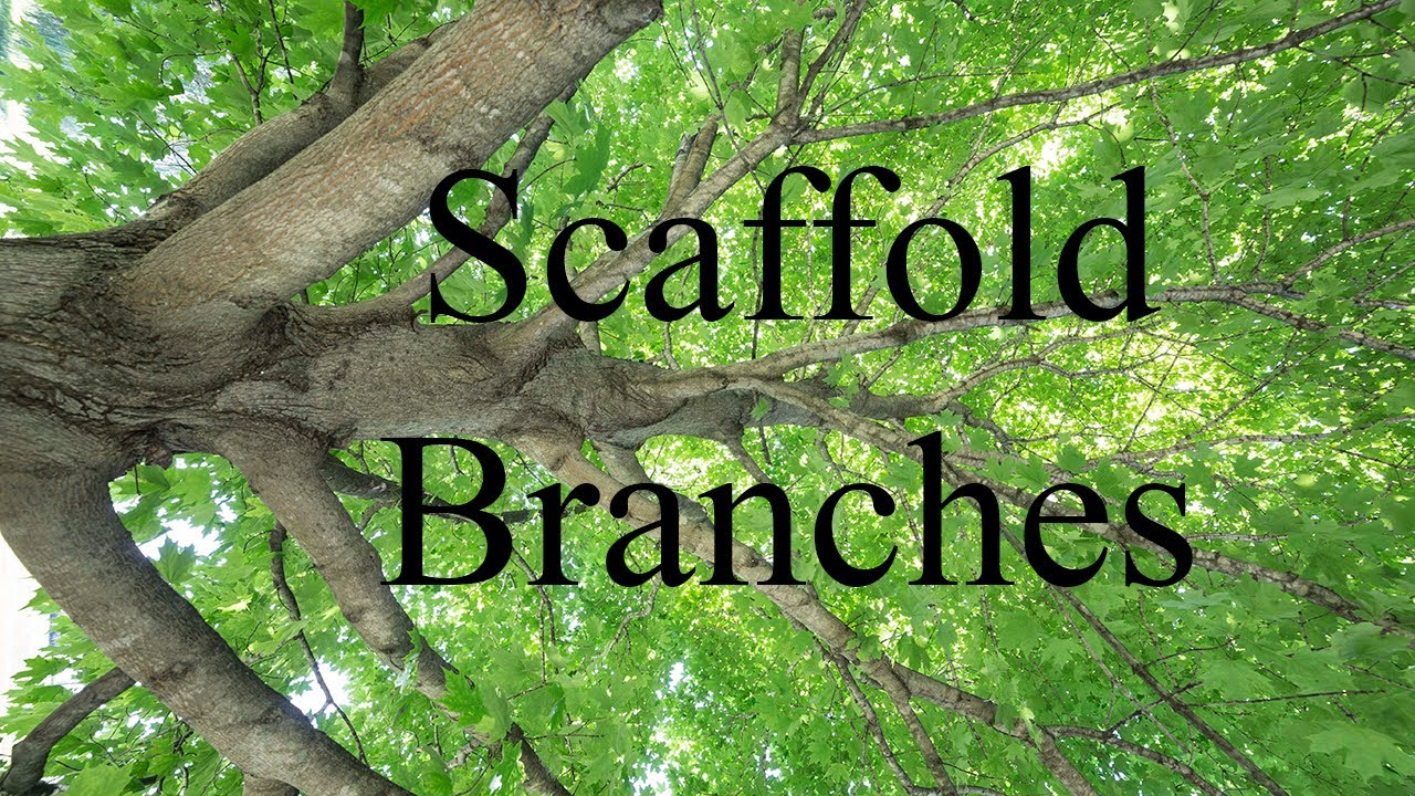 10 04 Scaffold Branches are Permanent - YouTube