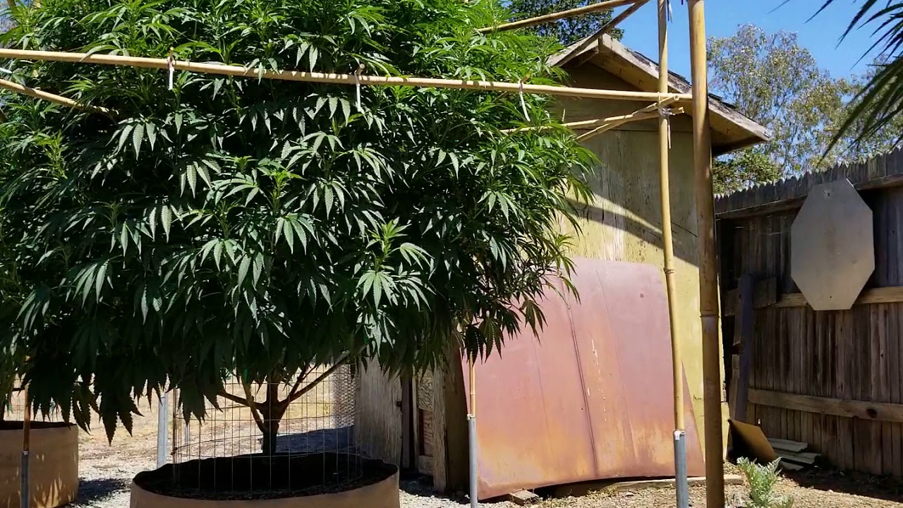 Outdoor Indica Grow Weed 8/4/2019 - YouTube