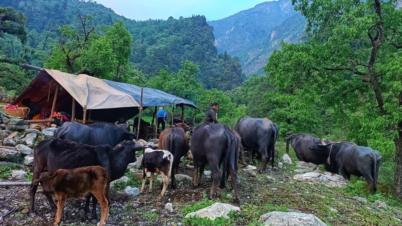 Lifestyle of Nepalese cattle breeders|| in rainy time making cattle ...