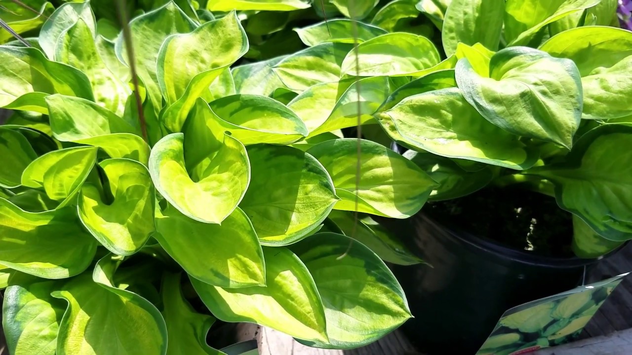 Hosta Rainforest Sunrise - Hosta of the Year (2013) - YouTube