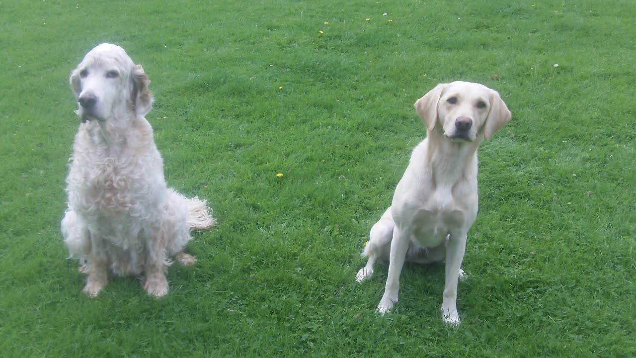 Bella Labrador & Otis English Setter. - YouTube