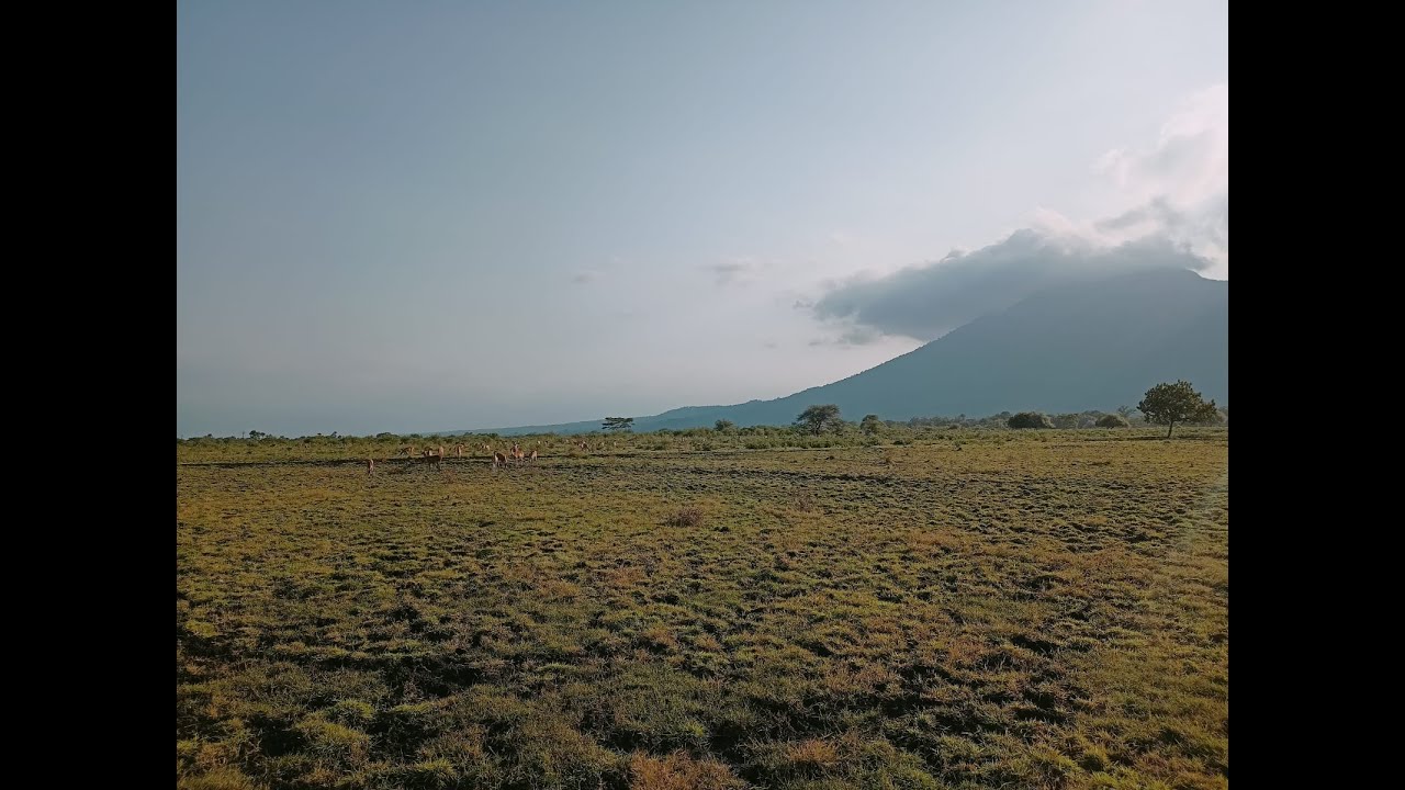 ATMOSFER BALURAN AFRICA VAN JAVA - YouTube