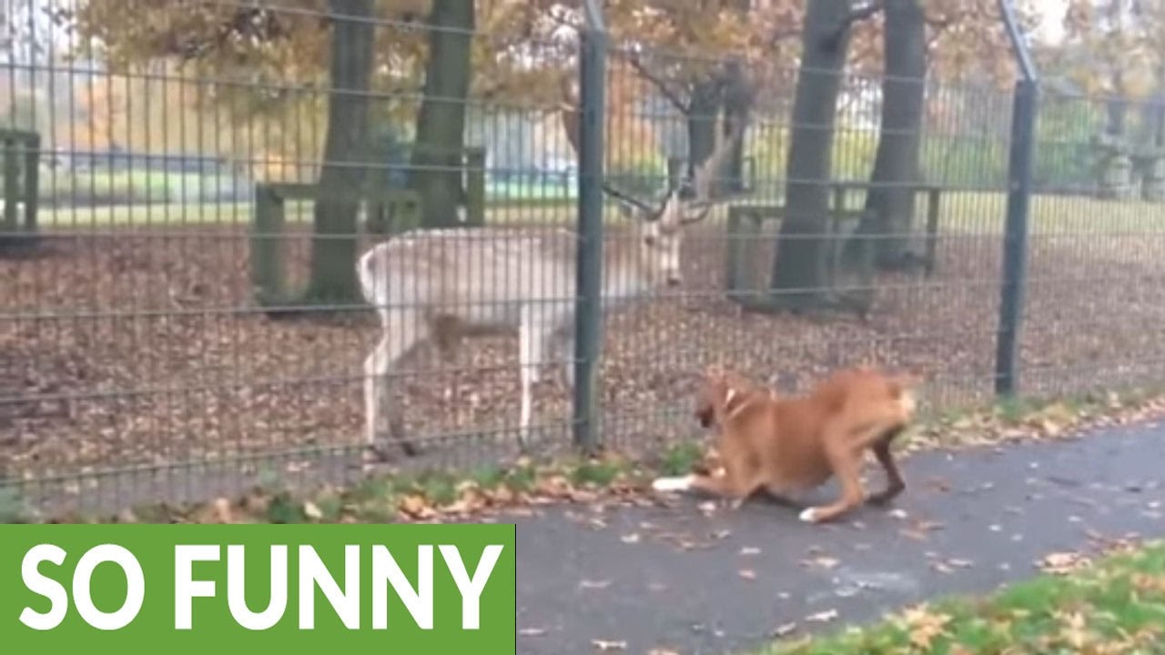 This Compilation Of Cute And Funny Dogs Is An INSTANT Mood Booster ...