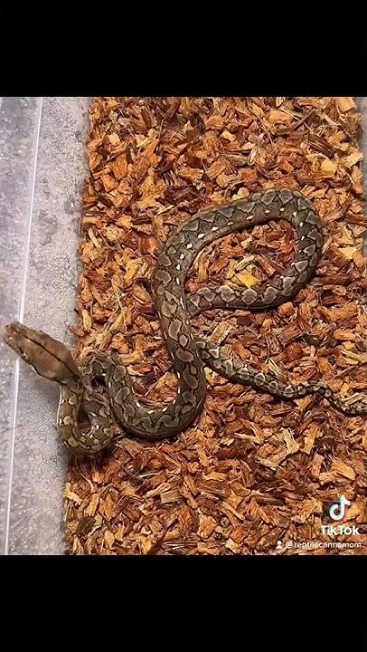 Newest addition to the collection. F1 Kalatoa reticulated python. - YouTube