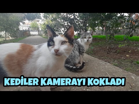 Kediler kamerayı sevdi kokluyorlar #kedilerindünyası