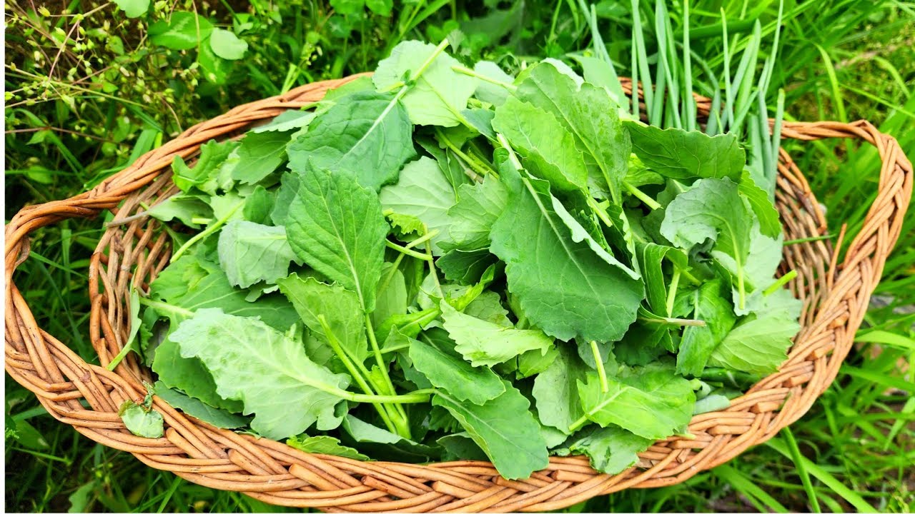Nov Haakh Recipe// How to cook fresh Collard greens //Sabz Haakh - YouTube
