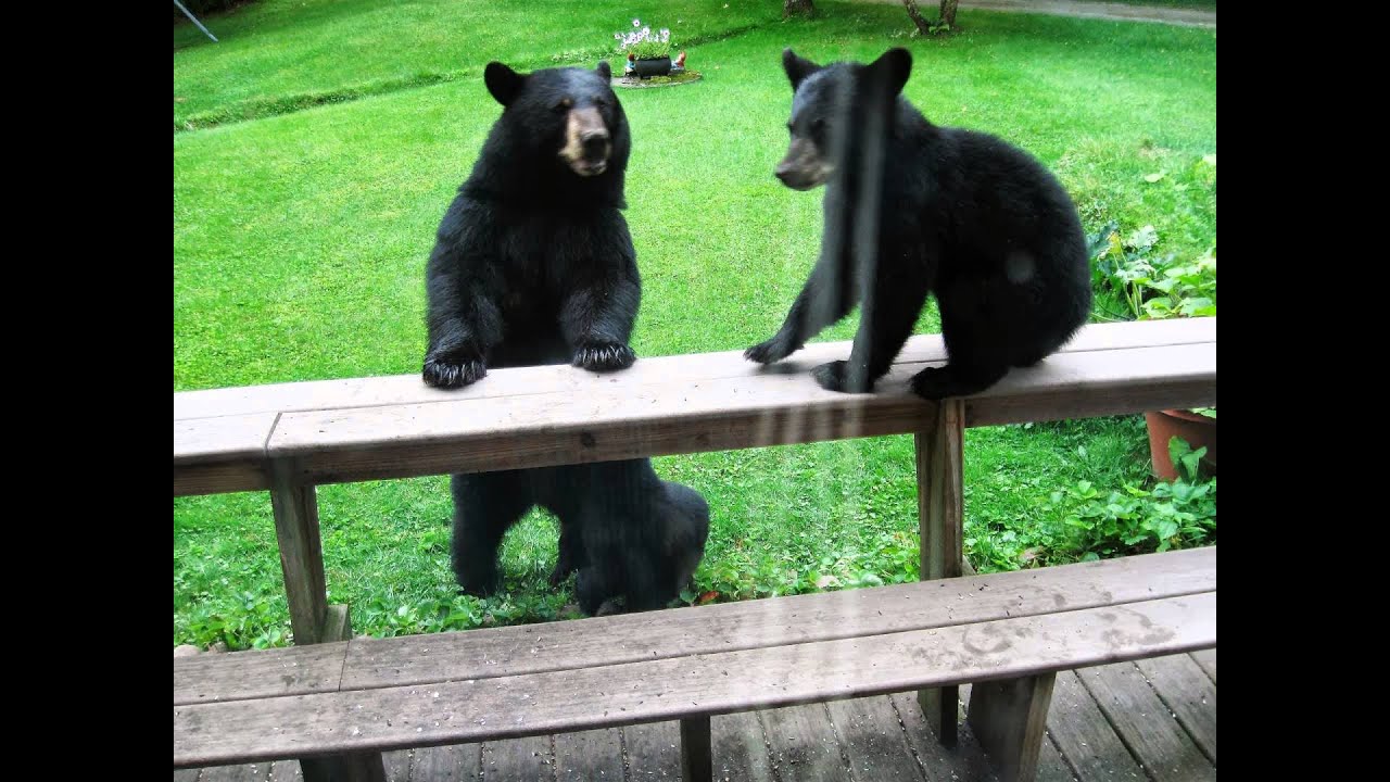 Eastern Black Bears In Vermont - YouTube