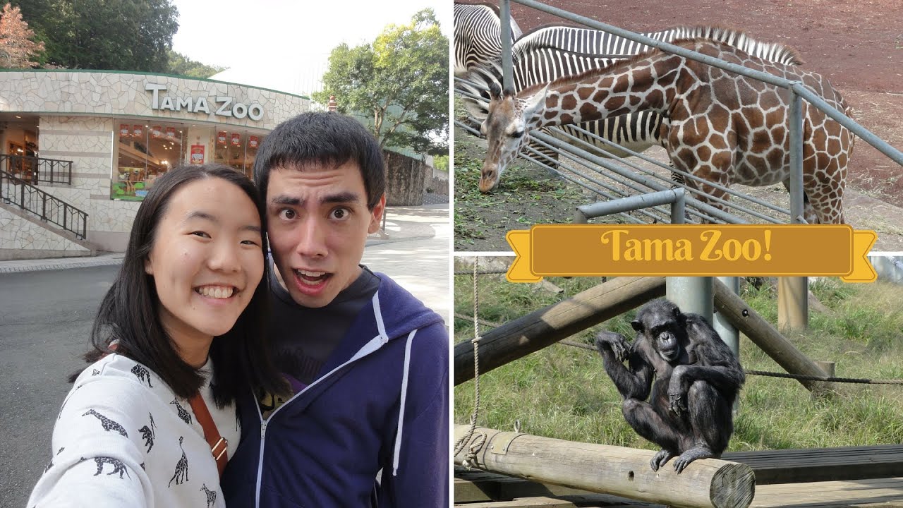Tama Zoo! - YouTube
