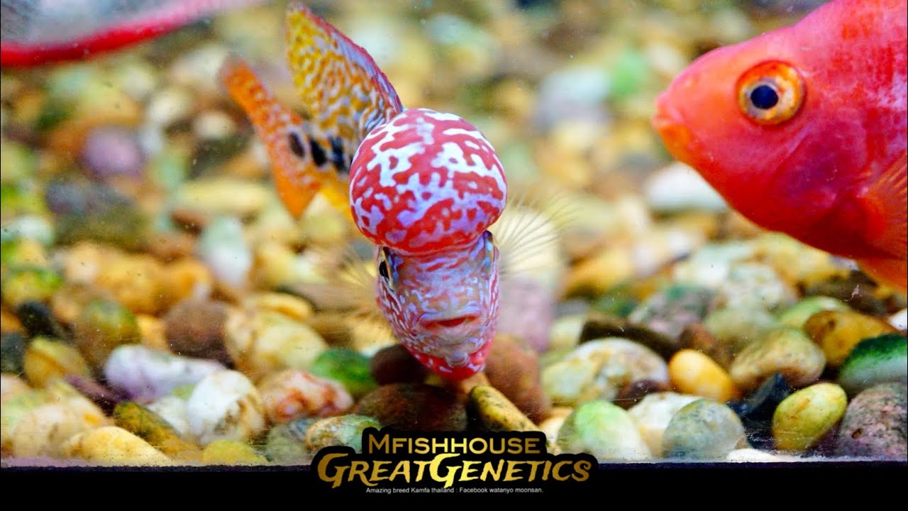 Full face pearl super red and yellow kamfa f2 #flowerhorn #kamfa #ปลา ...