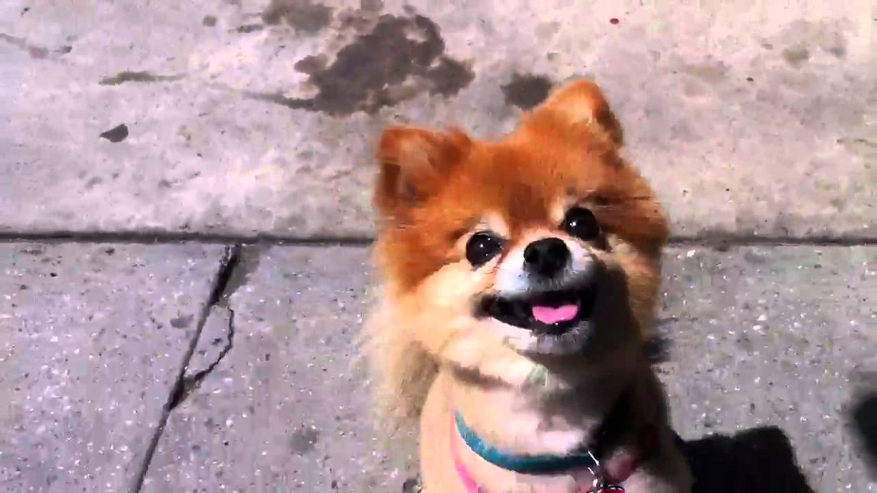 Choo Choo sneezey-poo - YouTube