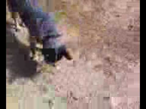 dog chases frog