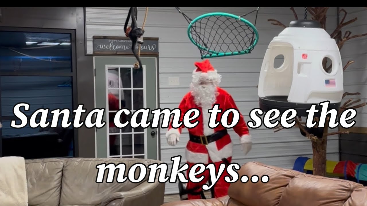 The monkeys whooped Santa🤣#funny #monkeys - YouTube