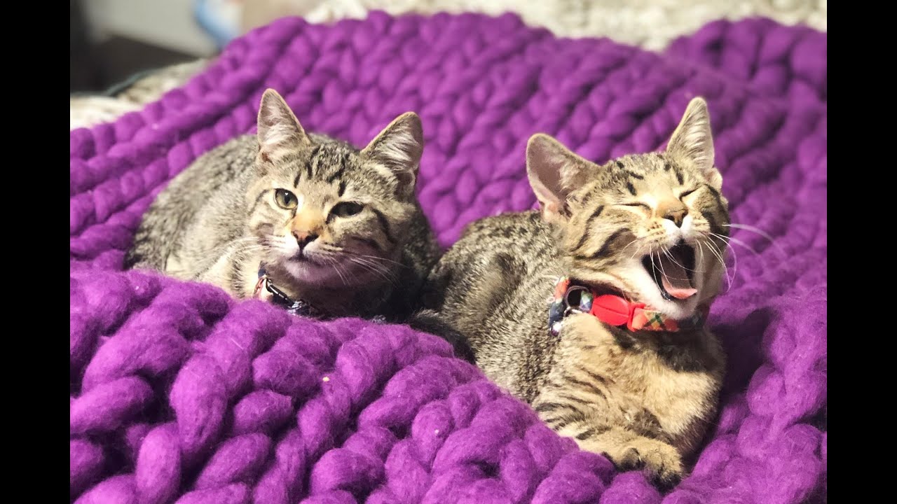 Funny Cats Compilation: Hours of Non Stop Laughs 5 - YouTube