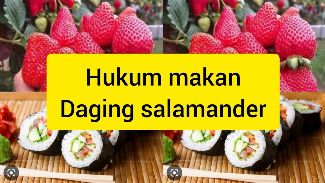 hukum makan daging salamander - YouTube