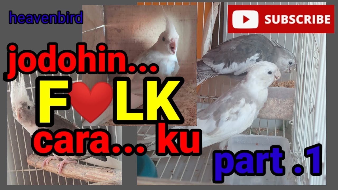 menjodohkan falk wf pied x wf grey secara langsung part1 - YouTube