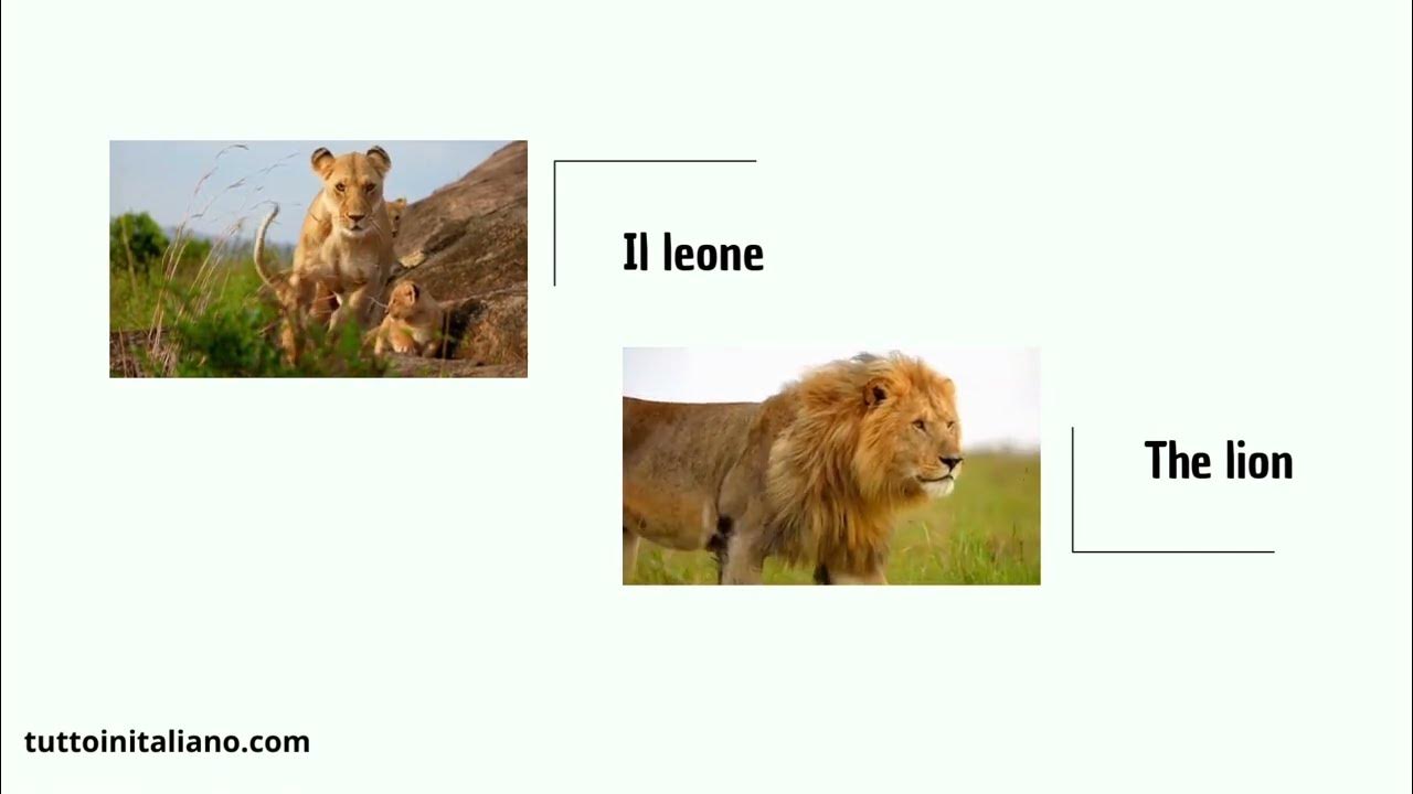 Learn Italian vocabulary lesson the nature part 2 ( Gli animali, The ...