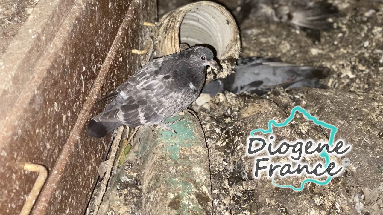 Diogène France : Nettoyage de fientes de Pigeons - YouTube