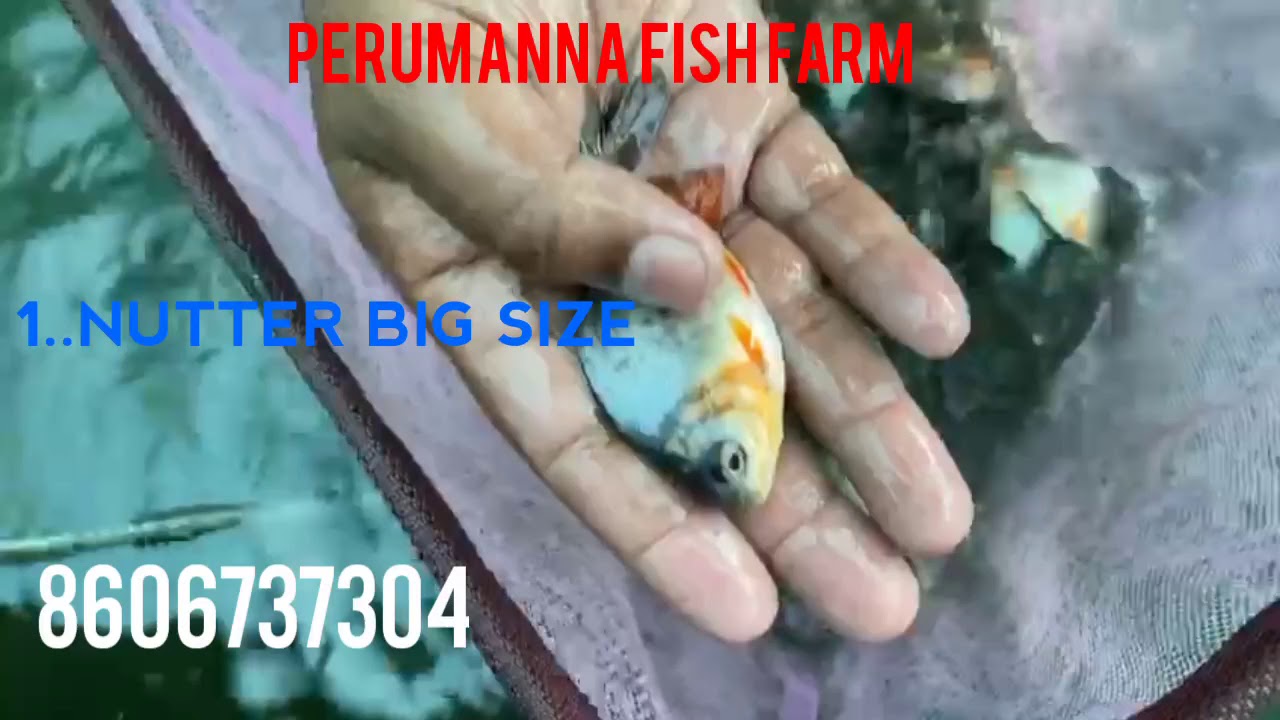8606737304||NUTTER /MST/COMMON CARP/Available FISH SEED RIGHT NOW ...