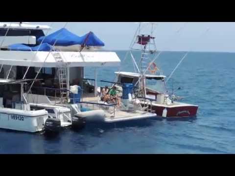 Big Fish Down Under Oct 2014 short clip - YouTube