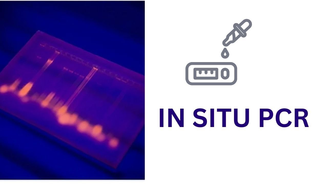 IN SITU PCR| Slide PCR|IN-SITU PCR| urdu - YouTube