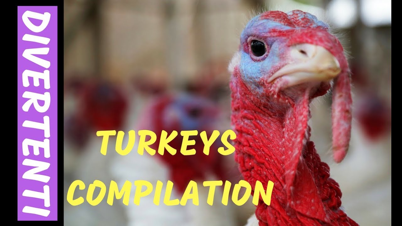 TRY NOT TO LAUGHT - TURKEYS COMPILATION - YouTube