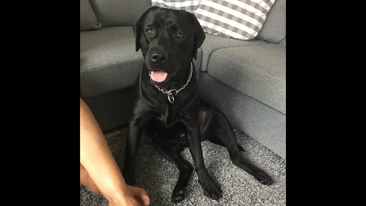 FUNNY AND CUTE LABRADOR | ITCHY BUTT - YouTube