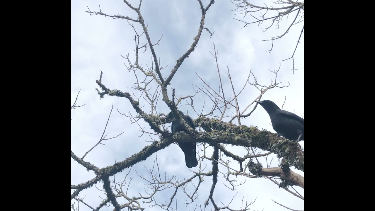 Crow courtship behavior before nesting - YouTube