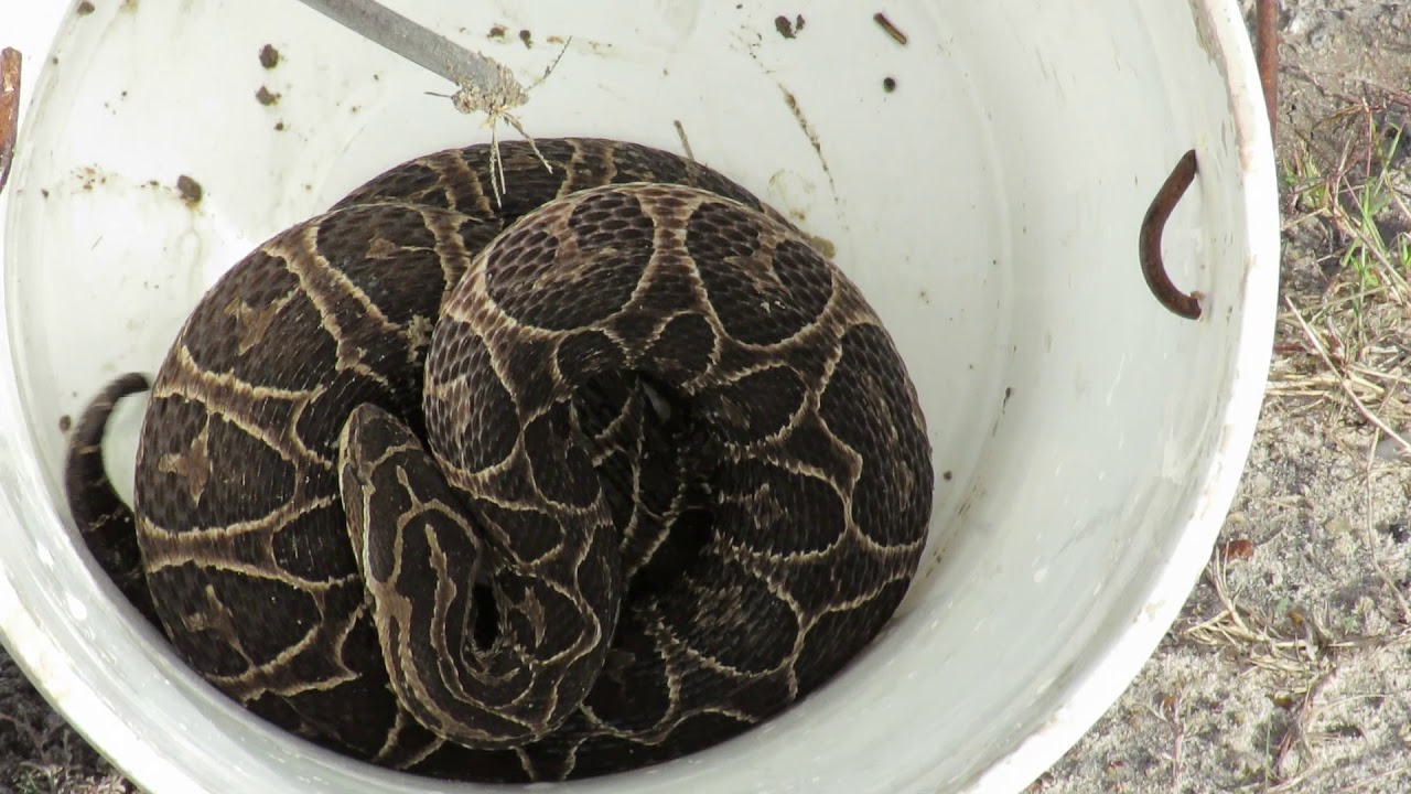 YARARÁ Grande o Víbora de la Cruz (Bothrops alternatus) relocalizada en ...