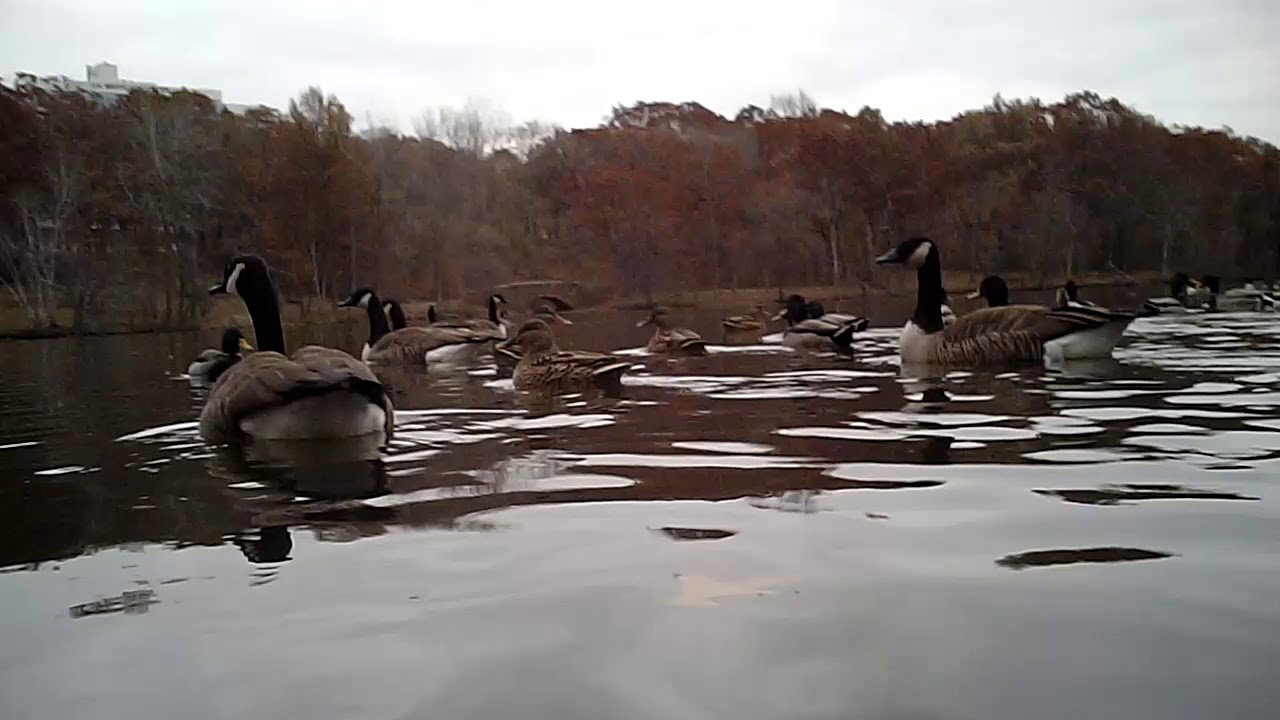 Footage from RC-duck's own camera - YouTube