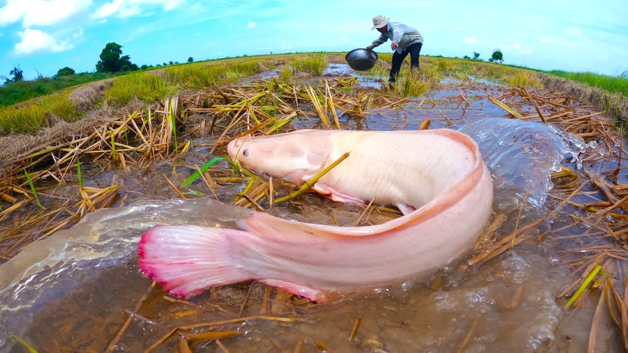 oh awesome fishing! catch a lot of fishes in under grass at field by ...