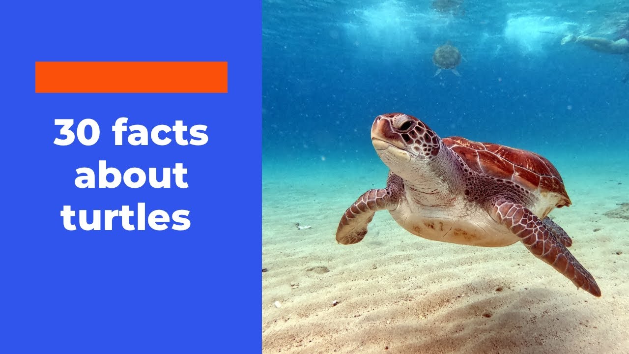 30 unbelievable facts about turtles | number 7 will shock you - YouTube