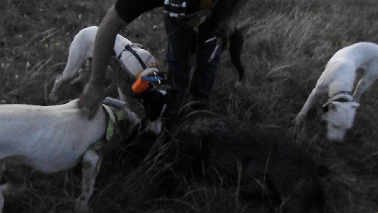 Feral pig hunting Australia - YouTube