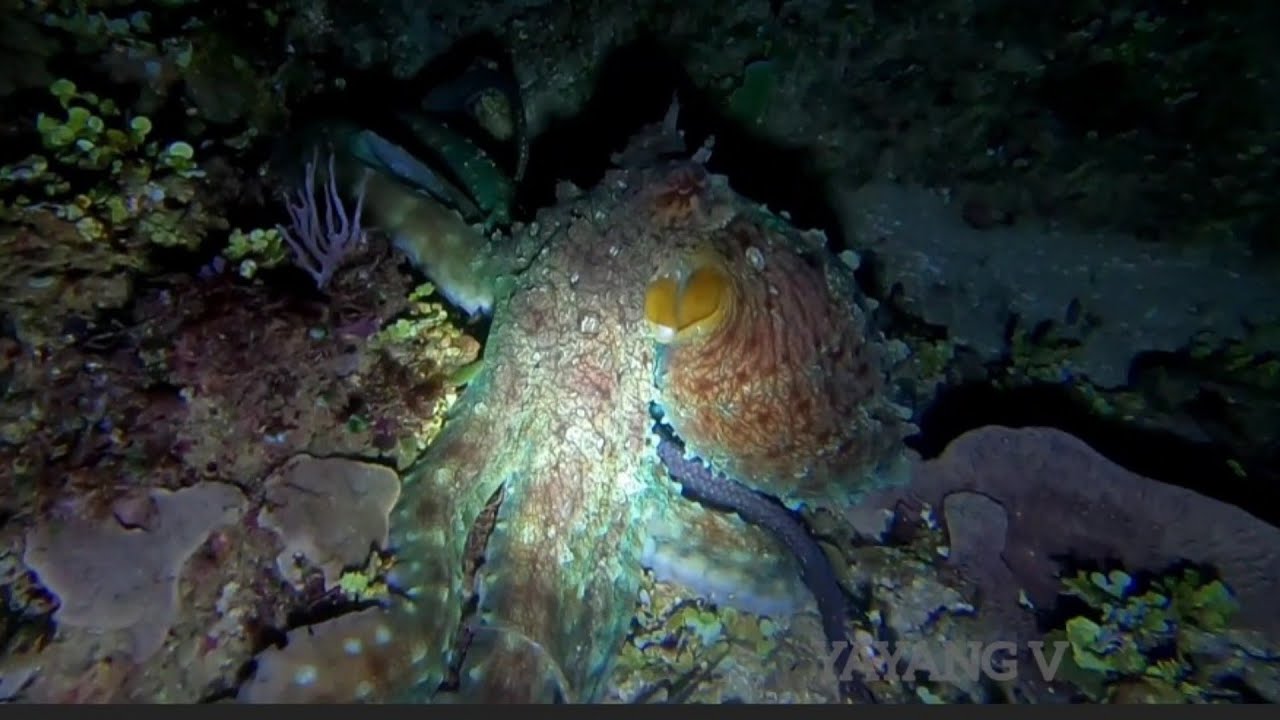 EPISODE 54 night spearfishing 🇵🇭//fish hunting at night//isdang bihira ...